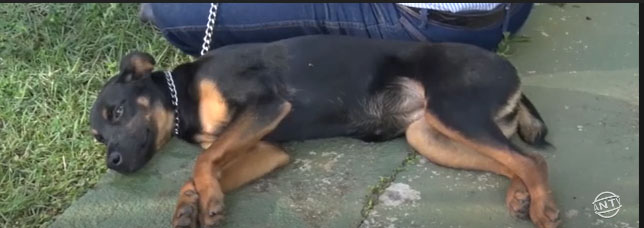 cãoooo - ANTV - Notícias de Andradas e região